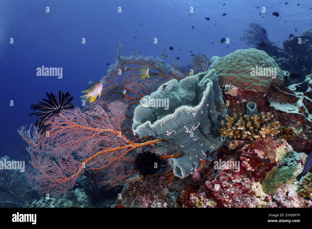 Various marine animals and corals in vivid colours, including spiny ...
