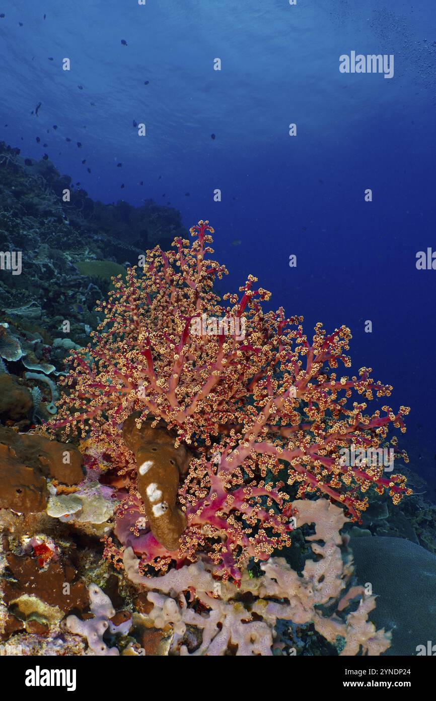 Pink coral formation, Godeffroy's soft coral (Siphonogorgia godeffroyi ...