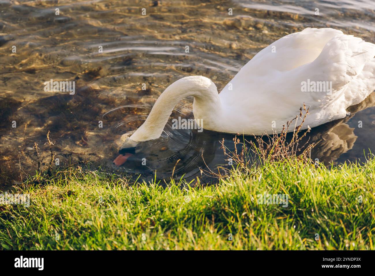 Swan dives clear water pond hi-res stock photography and images - Alamy