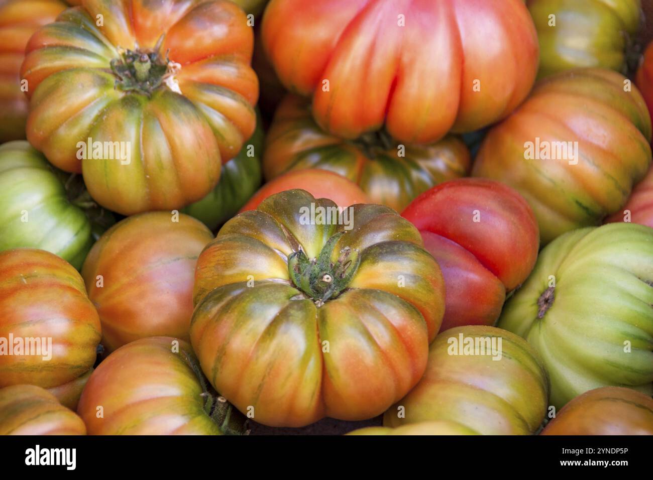 Market sale of tomatoes (Solanum lycopersicum), Tuscany, Italy, Europe ...
