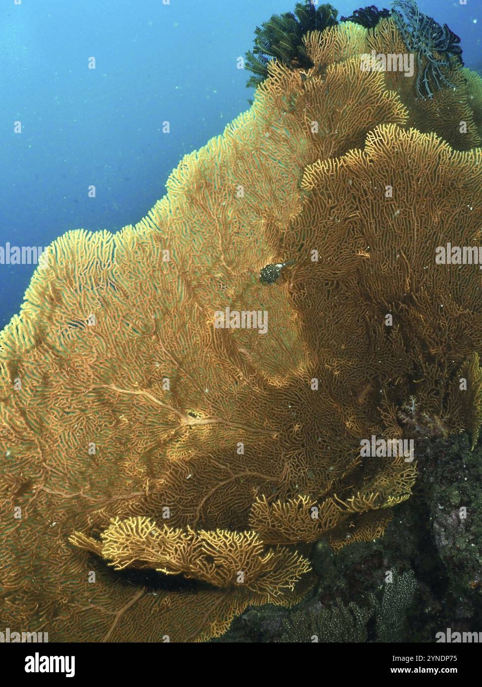 Large giant fan coral (Annella mollis) with fanned structures in clear ...