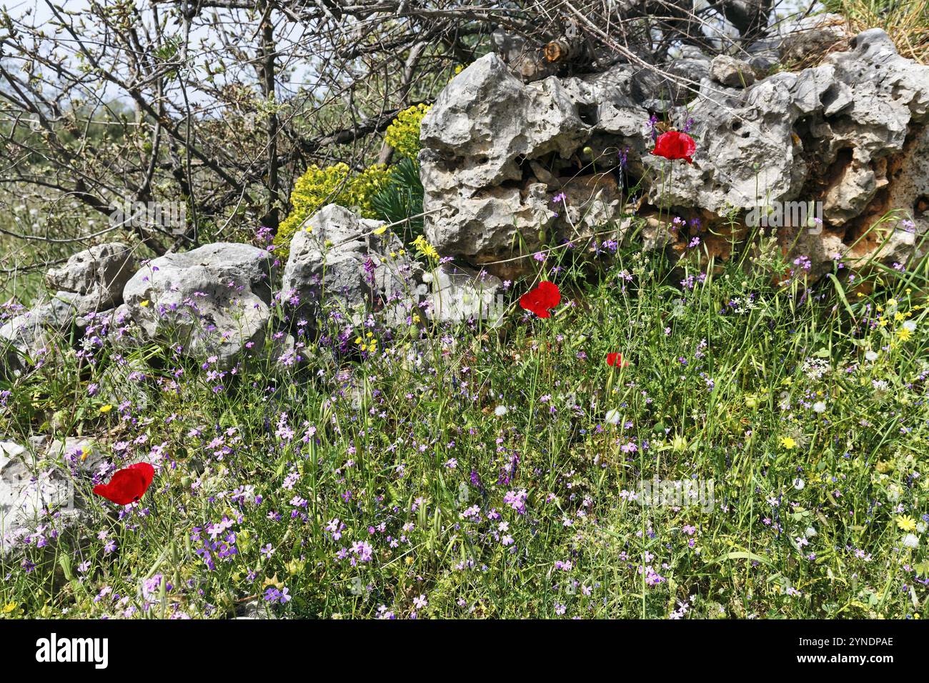 Flower meadow in spring, corn poppy, traditional dry stone wall, Pyrgos ...
