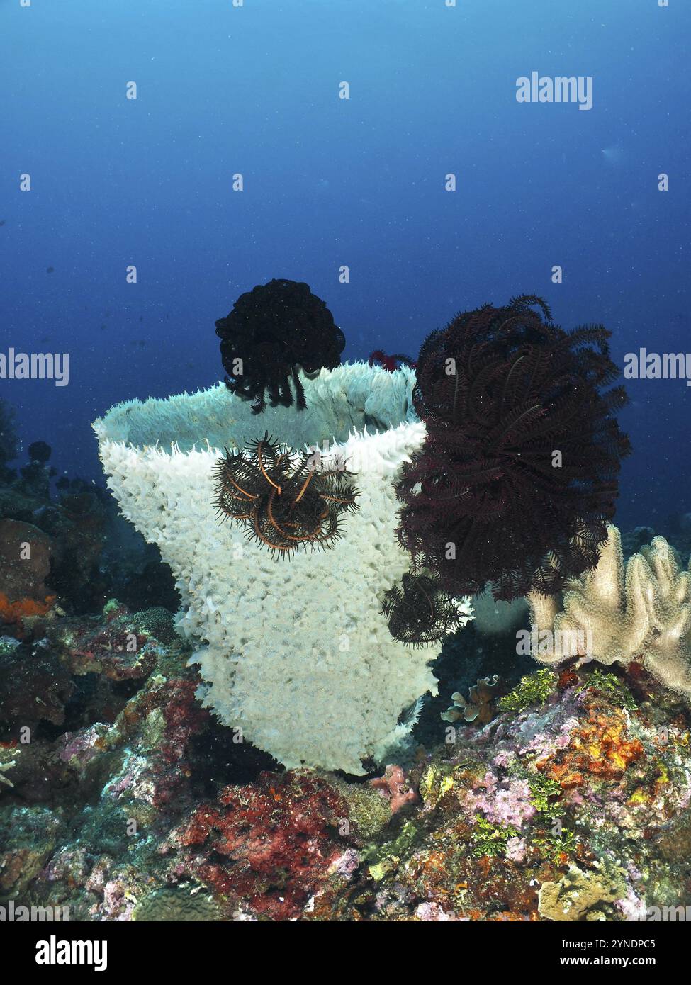 Large spiny tube sponge (Callyspongia (Cladochalina) aerizusa ...