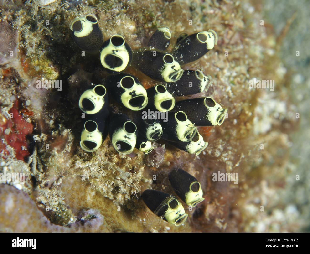 Group of black and white sea squirts, robust sea squirt, club sea squirt (Clavelina robusta), in ...