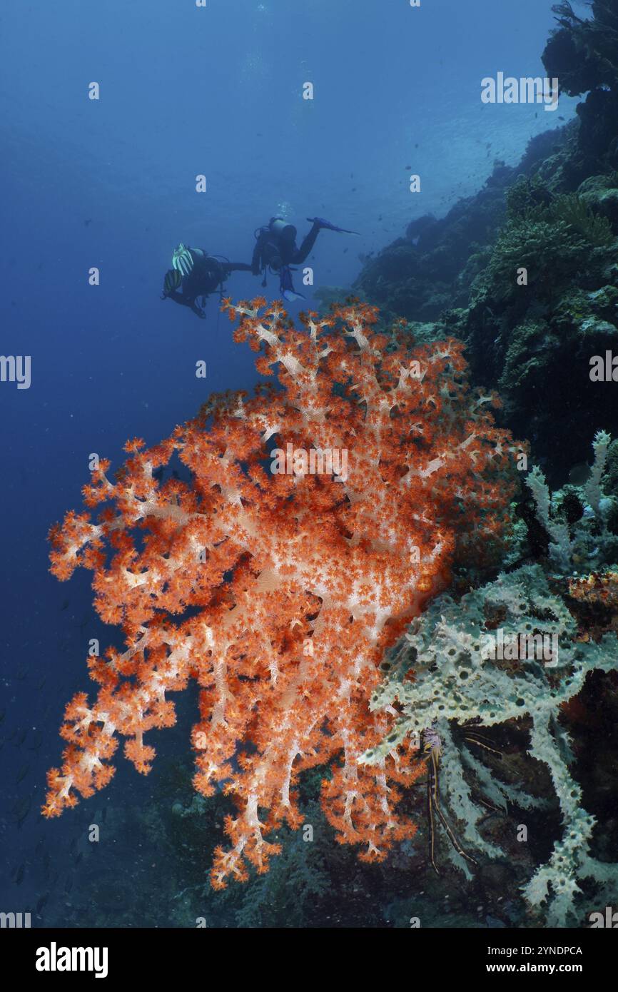 Old coral reefs hi-res stock photography and images - Alamy