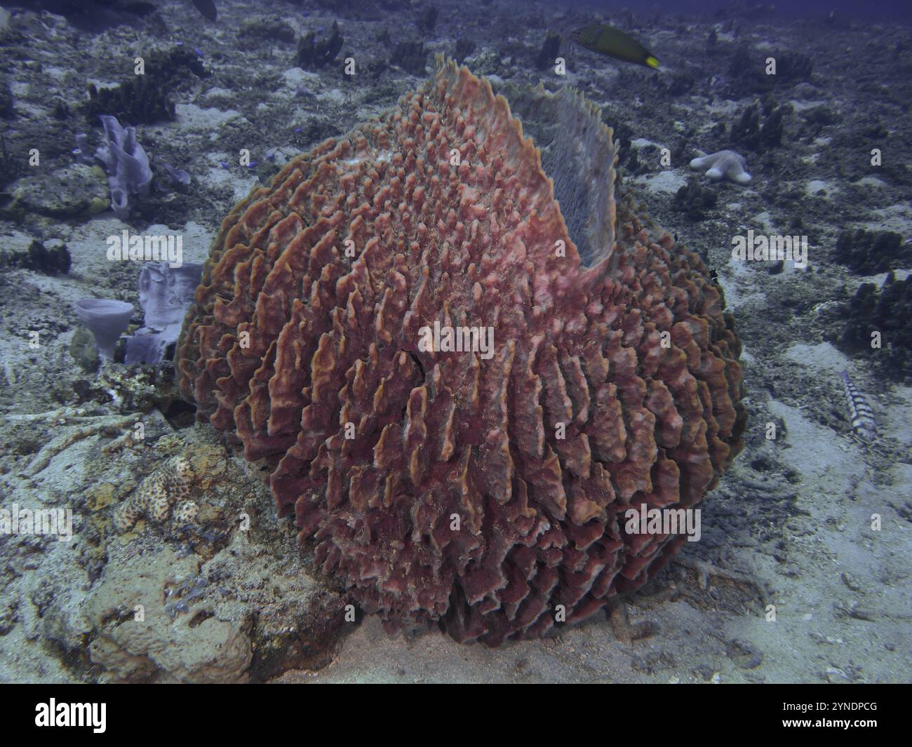 Barrel sponge, barrel sponge (Xestospongia testudinaria) on the sandy ...
