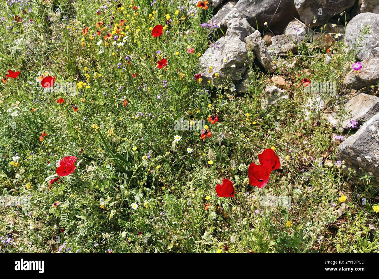 Flower meadow in spring, corn poppy, traditional dry stone wall, Pyrgos ...