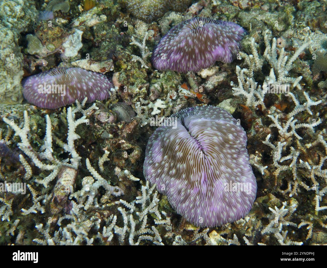 Purple mushroom corals (Fungia fungites) on the seabed, surrounded by ...