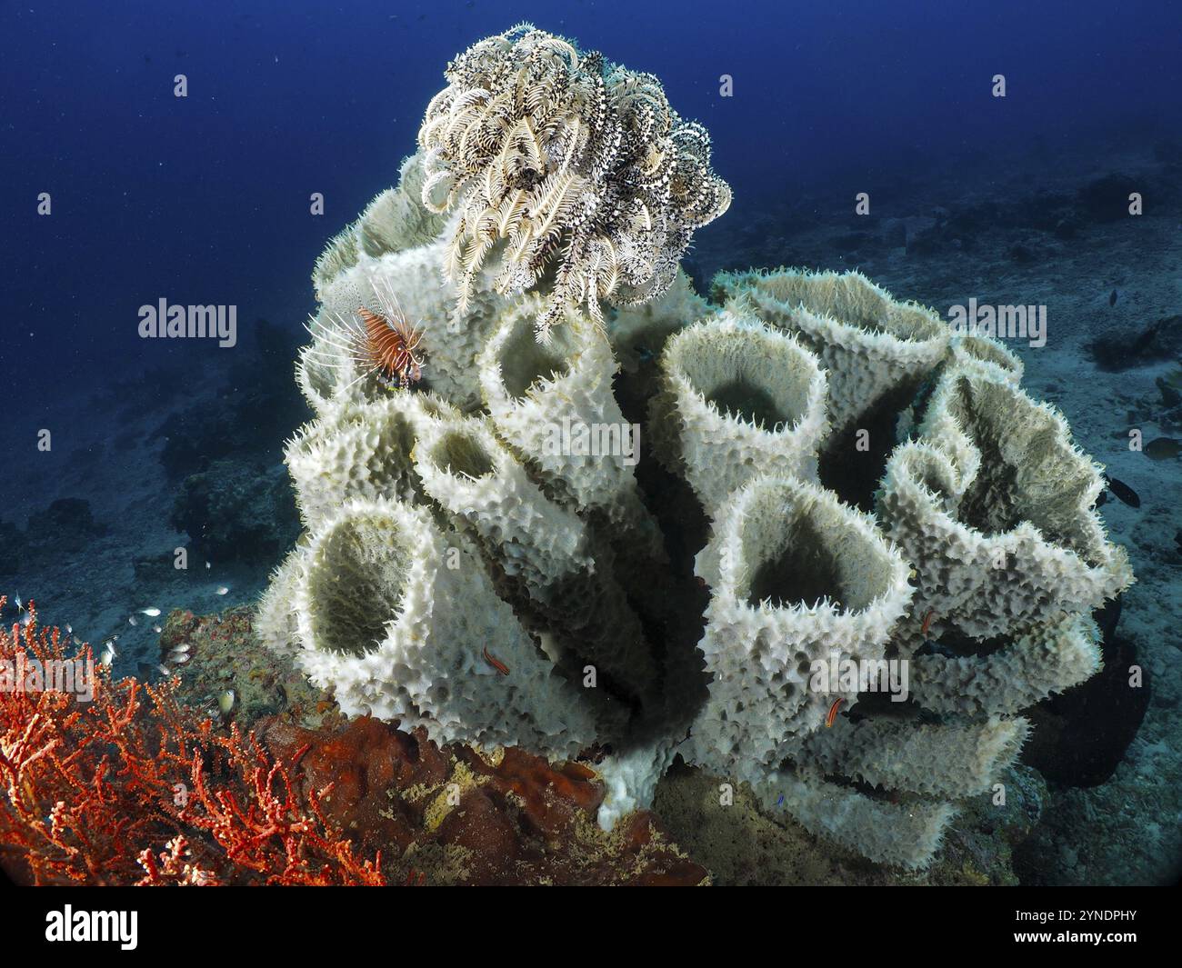 Variety of echinoderms hi-res stock photography and images - Alamy