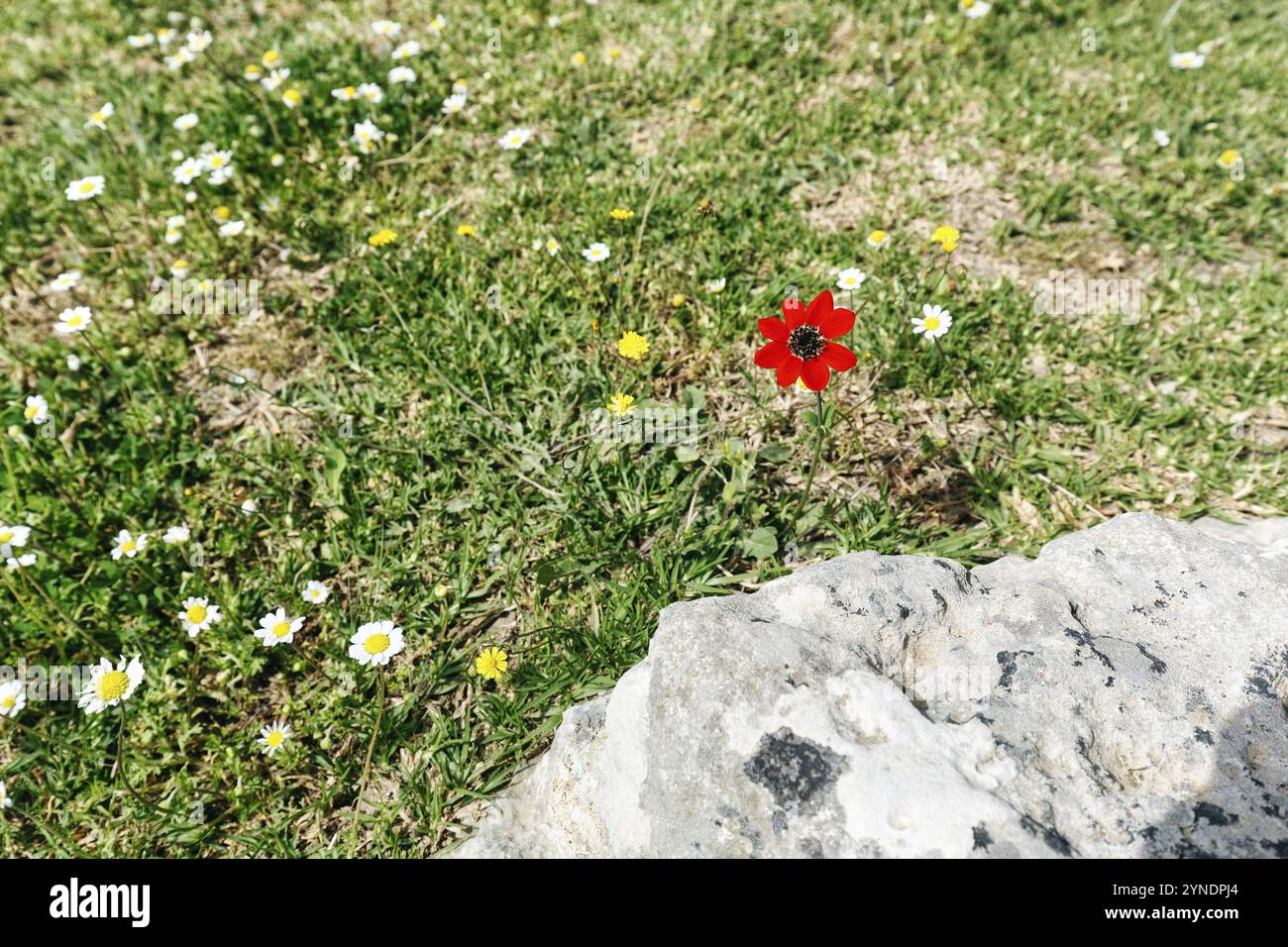 Flower meadow in spring, Olympia, spring weather, Elis, Peloponnese ...