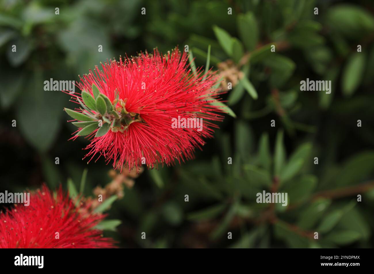 Callistemon shrub bush red flowering Stock Photo - Alamy