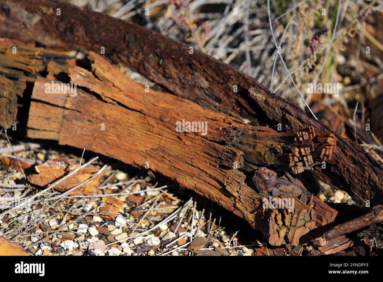 Wood flotsam and jetsam on a beach by the sea Stock Photo - Alamy