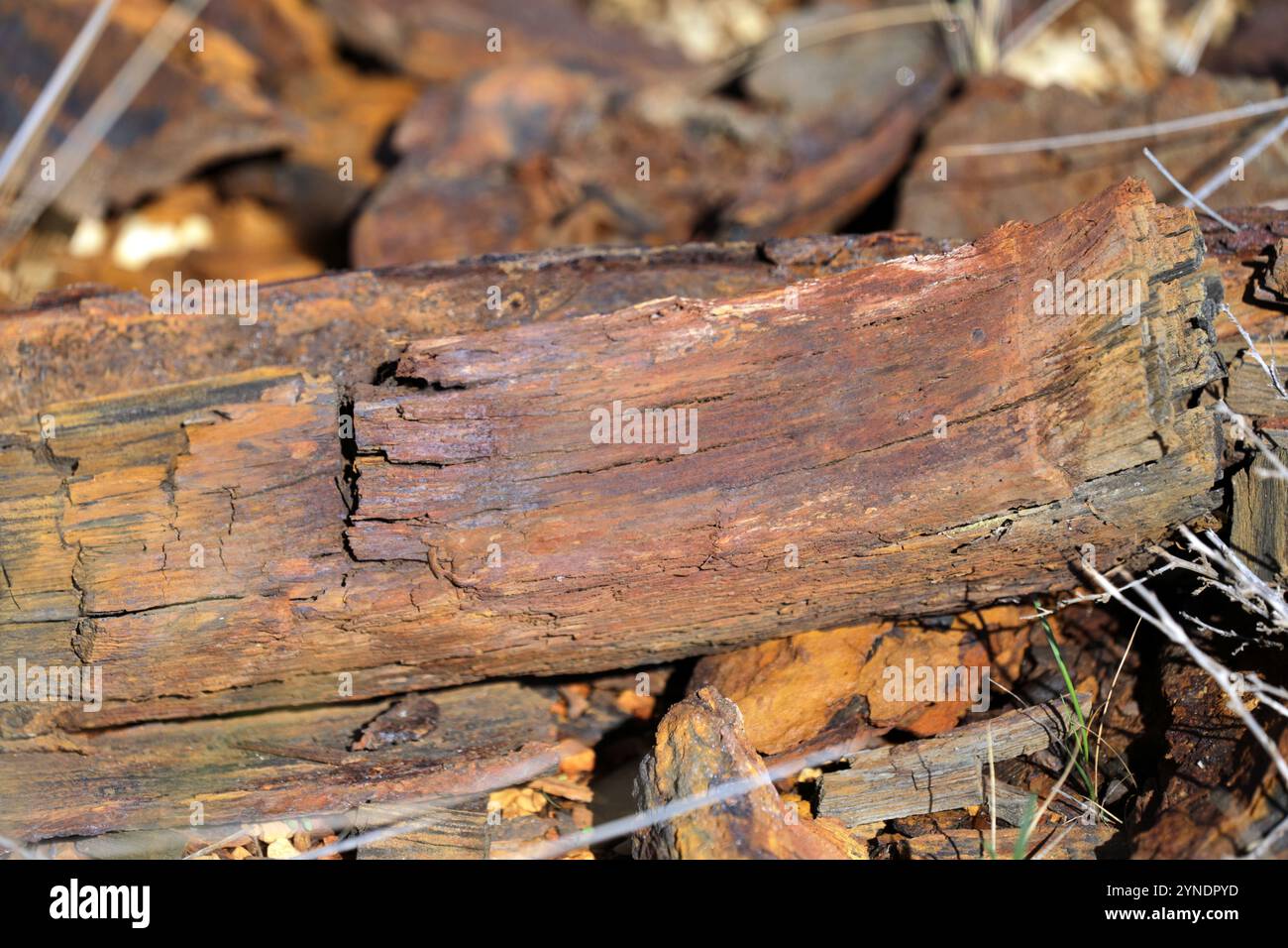 Wood flotsam and jetsam on a beach by the sea Stock Photo - Alamy