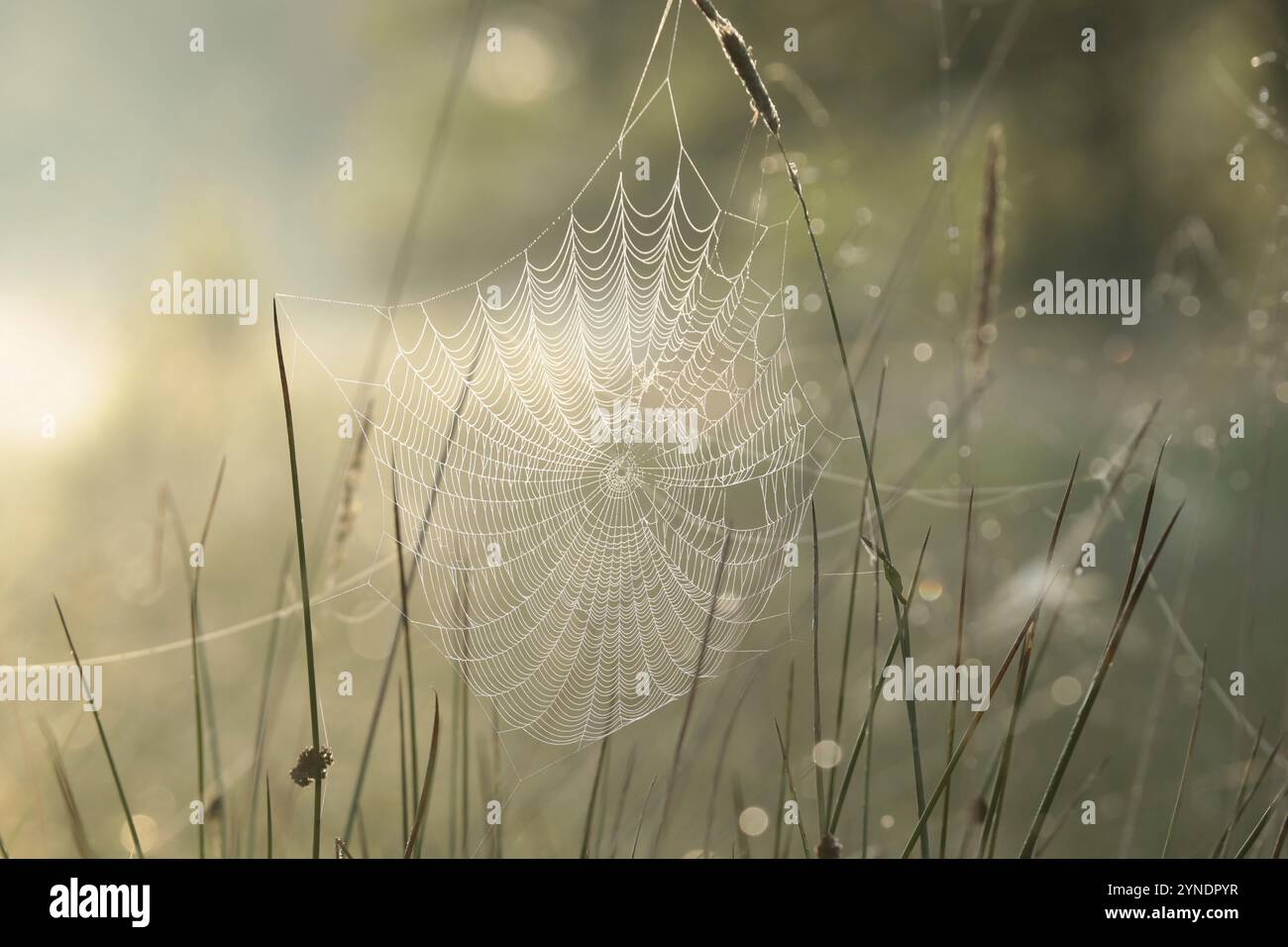 Spiders web in morning sun hi-res stock photography and images - Alamy