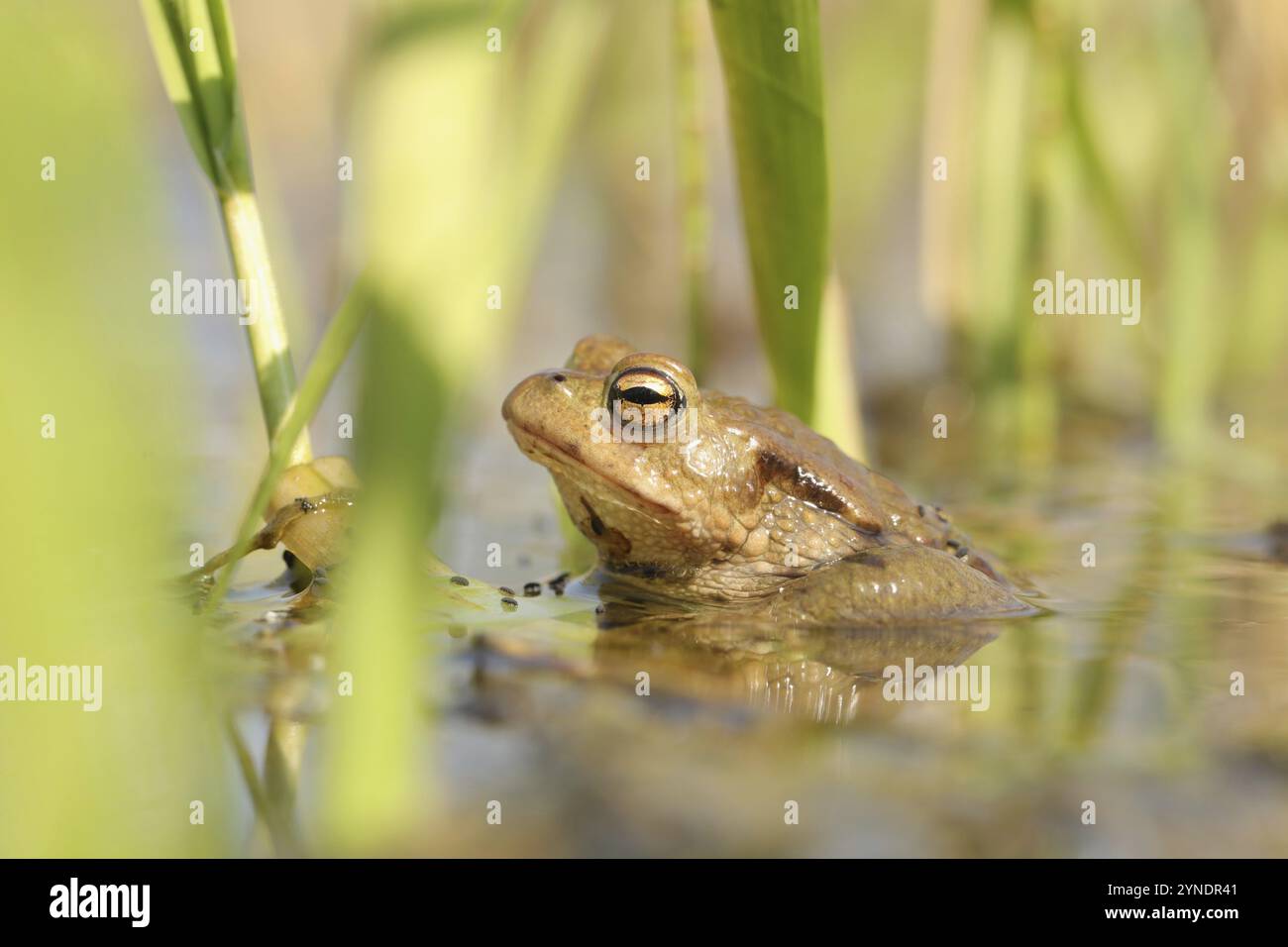 Frog in a pond during mating season Stock Photo - Alamy