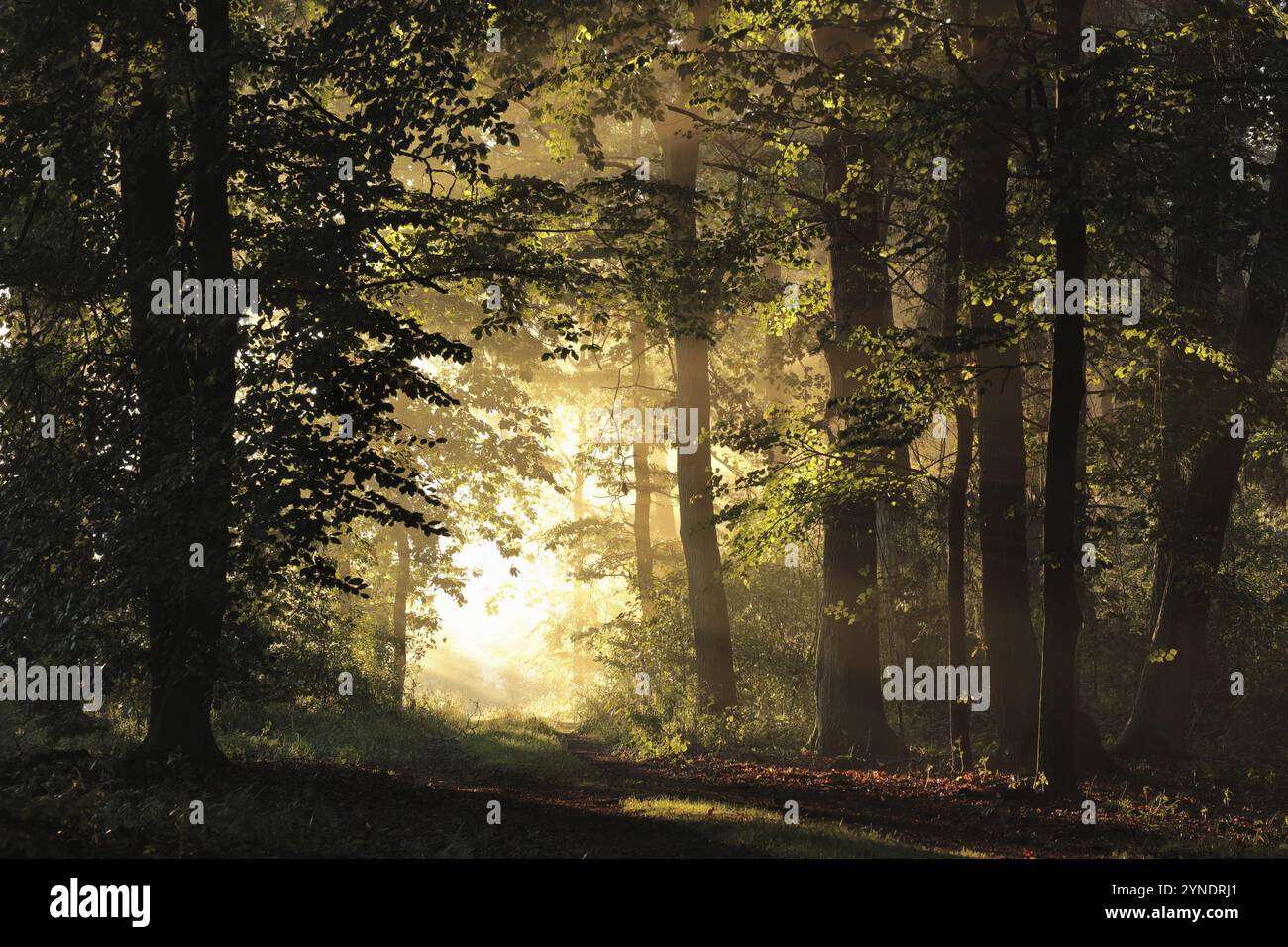 A forest path among oak trees on a misty autumn morning Stock Photo - Alamy