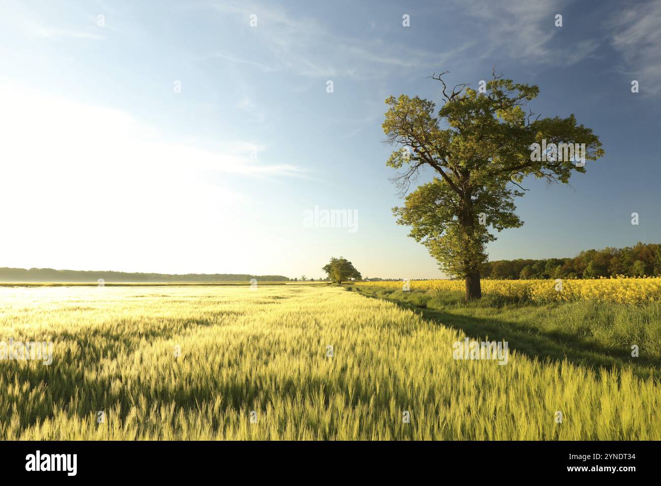 A single oak tree in a grain field during sunrise Stock Photo - Alamy