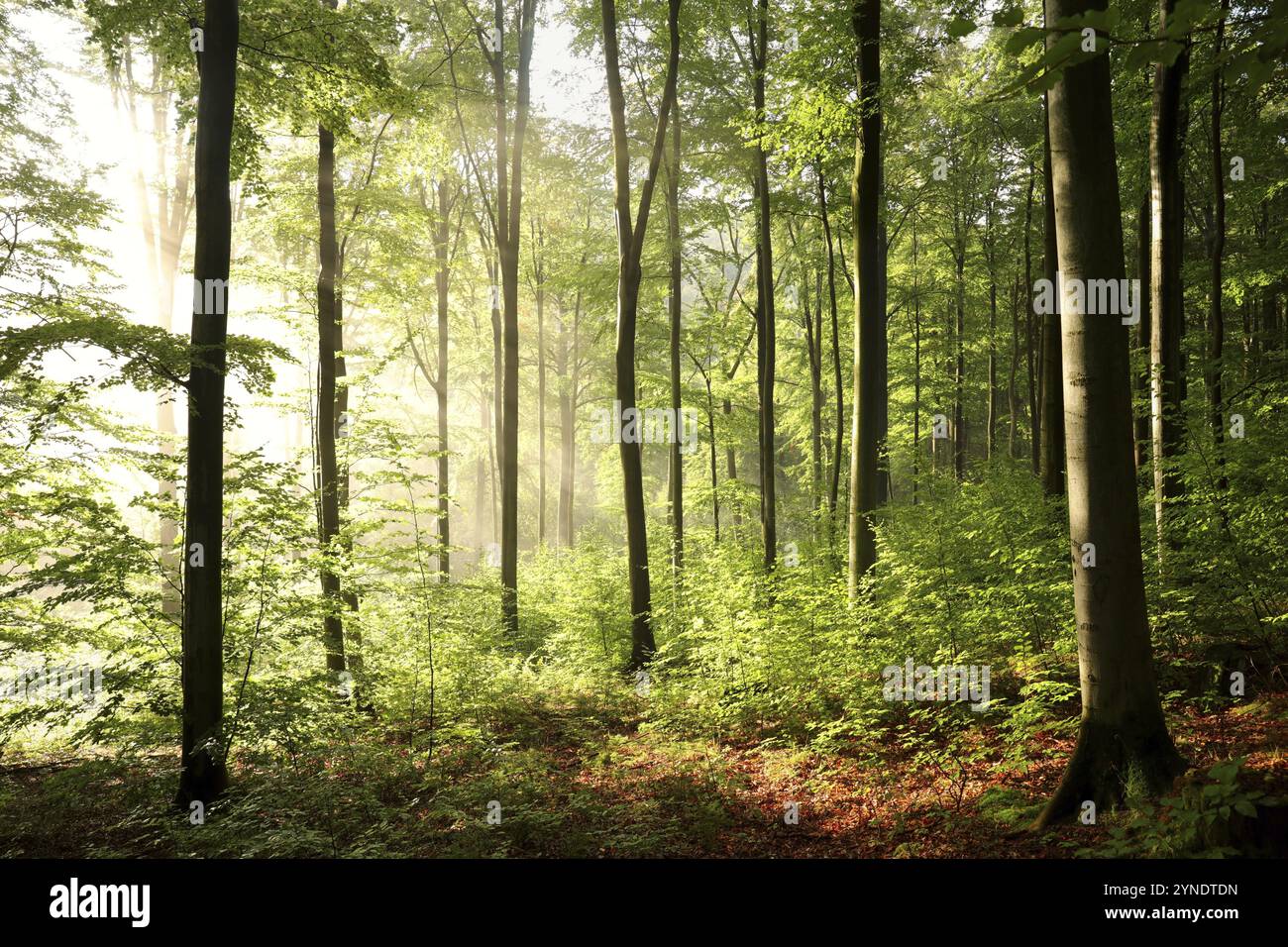 Autumn beech forest after a few days of rain in a foggy morning Stock ...