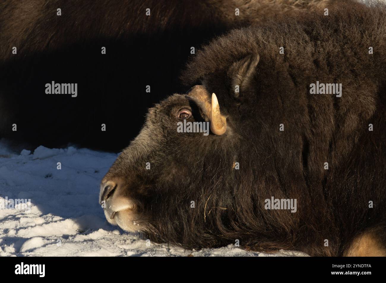 Angry ox or buffalo with horns hi-res stock photography and images - Alamy