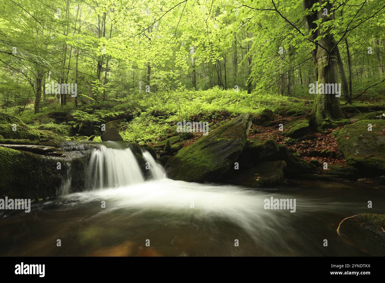 Water from small brook hi-res stock photography and images - Alamy