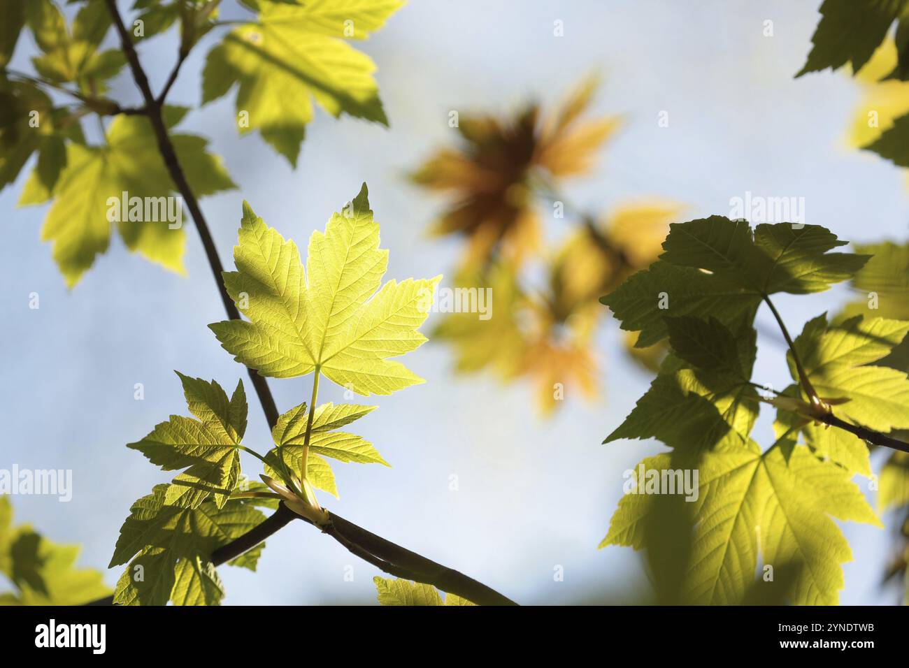 Sycamore forests hi-res stock photography and images - Alamy