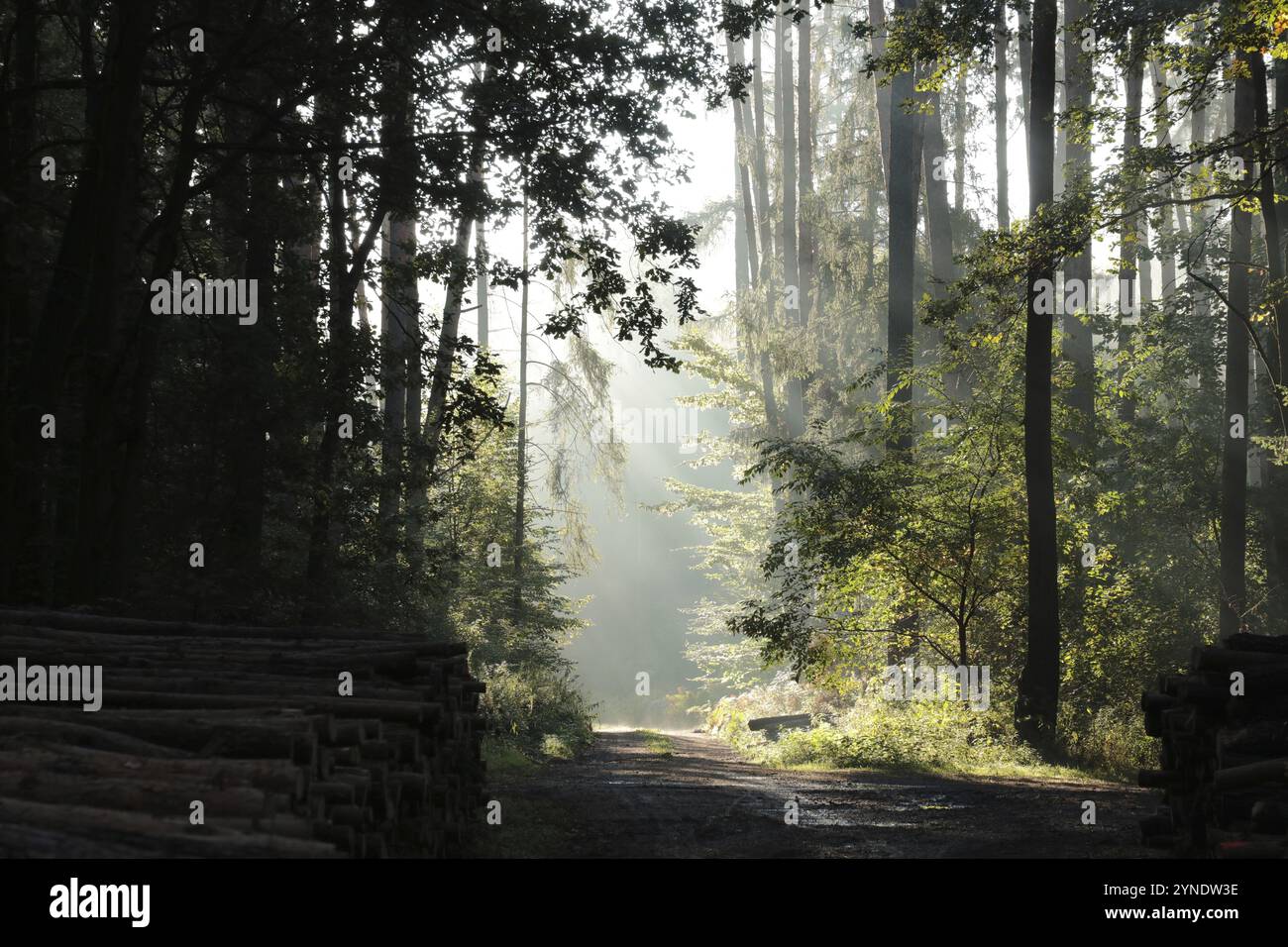 The rays of the rising sun pass through the pine trees and fall into ...