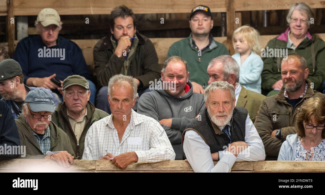 Cheviot store lamb sale at Lairg market in the Scottish Highlands ...