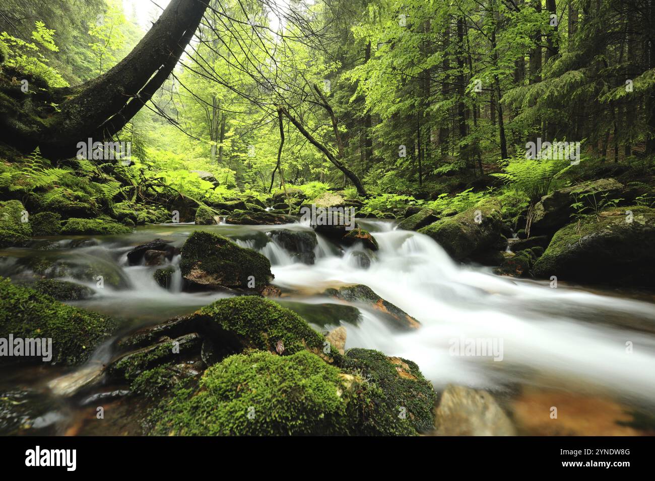 Forest stream open shot hi-res stock photography and images - Alamy