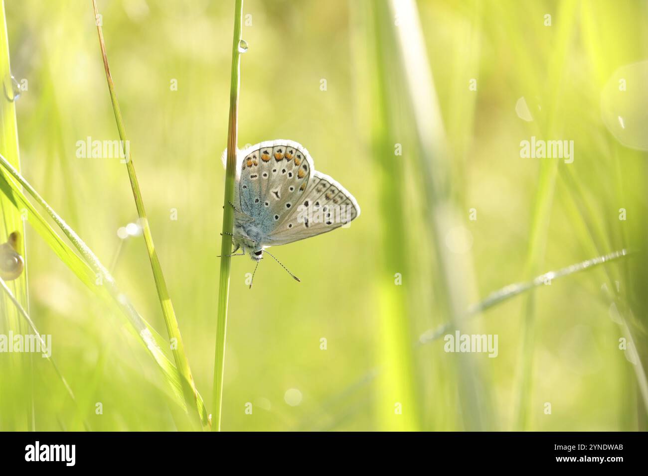 Common Blue Butterfly in the meadow at sunrise Stock Photo - Alamy