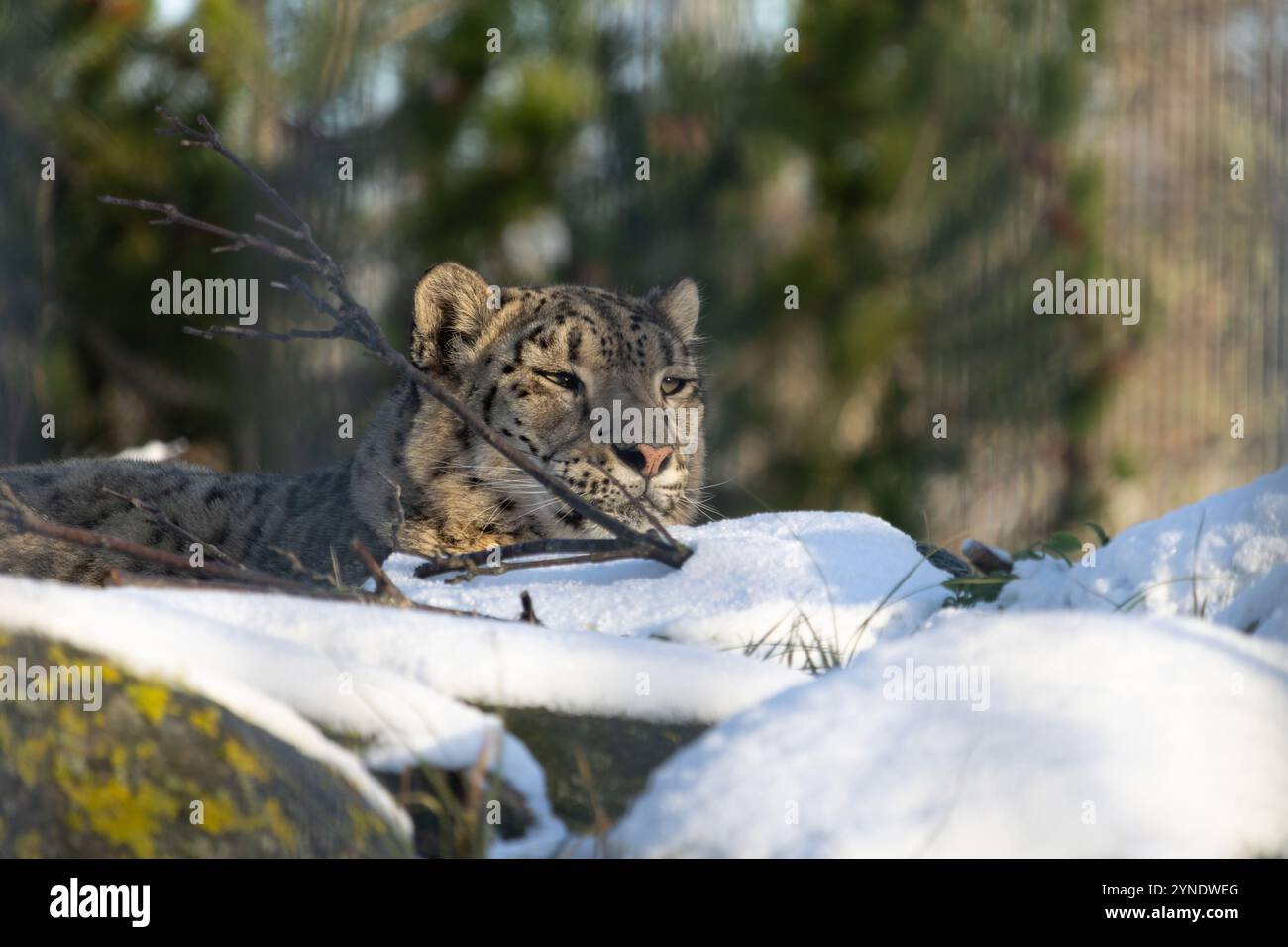 Tibet snow leopard panthera hi-res stock photography and images - Alamy