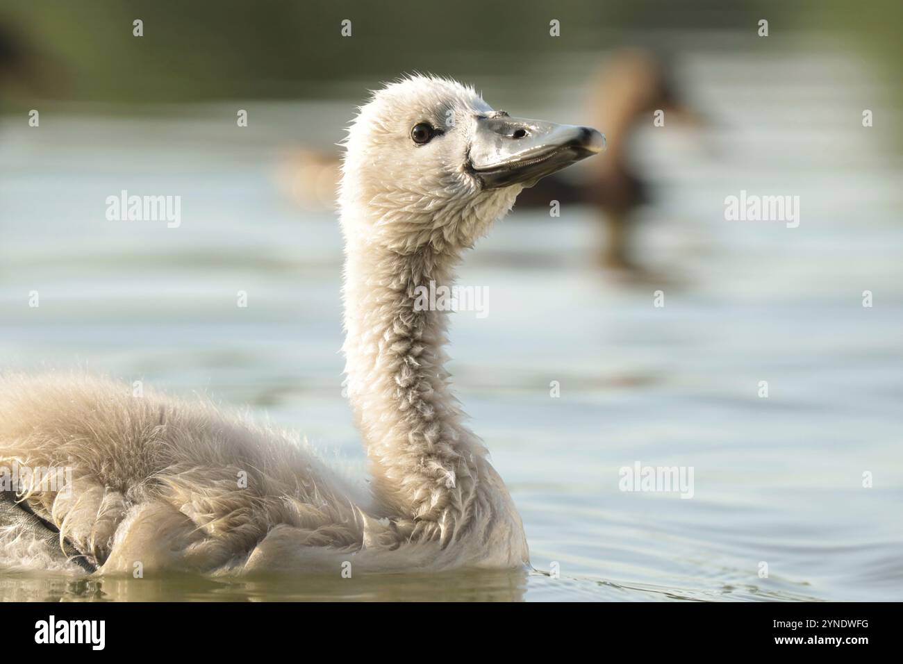 Swan hatchlings hi-res stock photography and images - Alamy