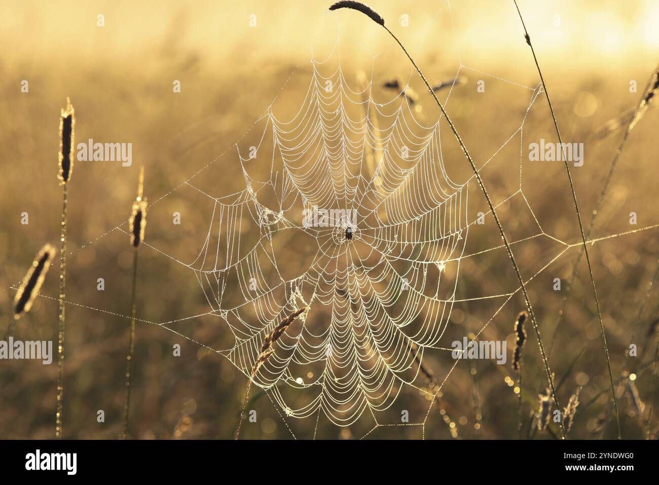 Lawn spider hi-res stock photography and images - Alamy