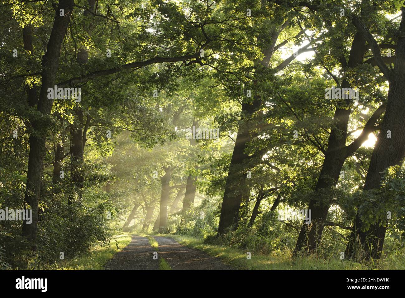 Woods paths in spring on hi-res stock photography and images - Alamy