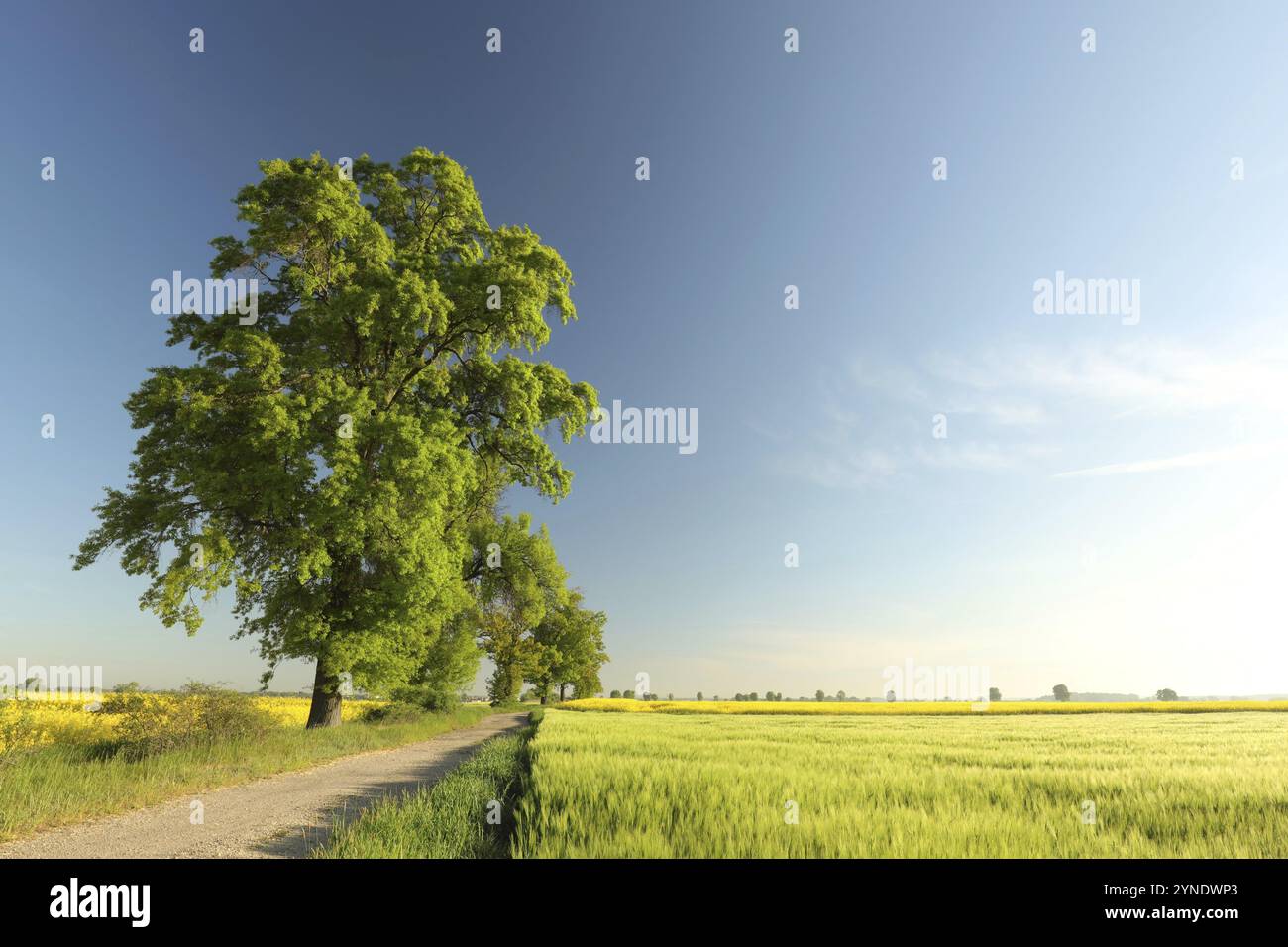 Green ash tree hi-res stock photography and images - Alamy