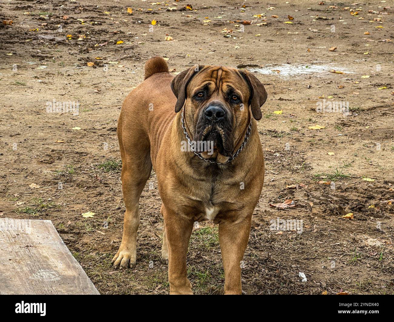 Rare breed south african boerboel hi-res stock photography and images ...