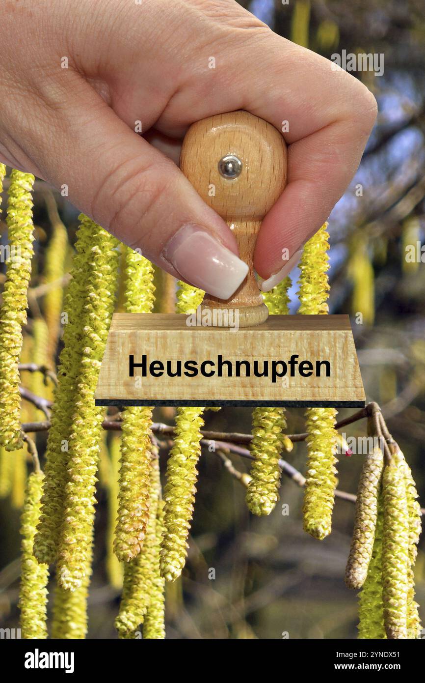 Pollen, hay fever pistil, pollen, hazel Federal Republic of Germany ...