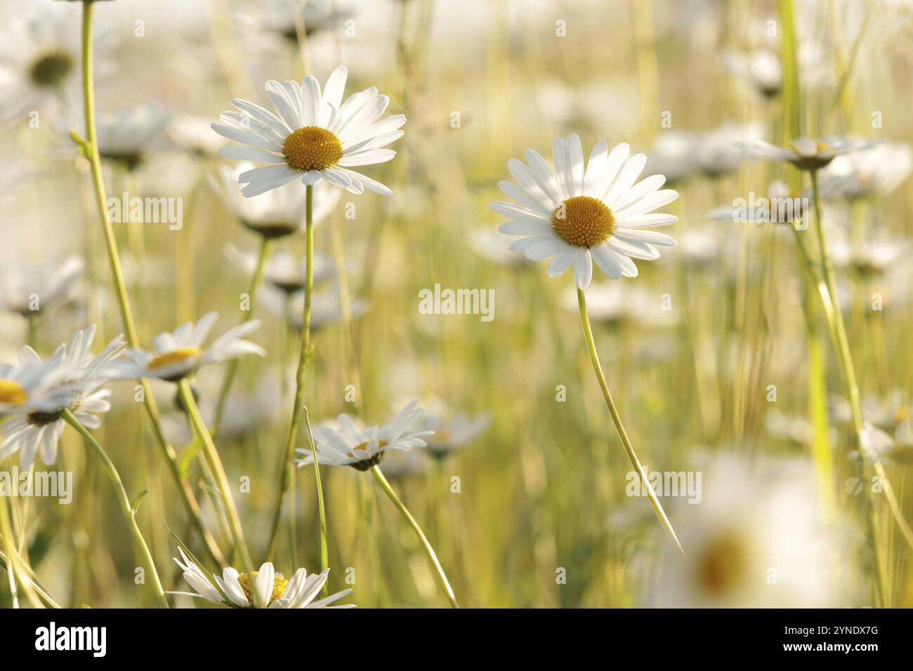 Daisies in the morning light hi-res stock photography and images - Alamy