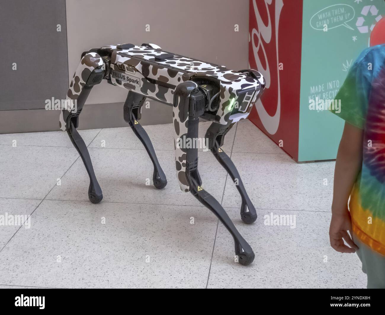 Calgary, Alberta, Canada. Jun 21, 2024. A robo-dog from Boston Dynamics ...