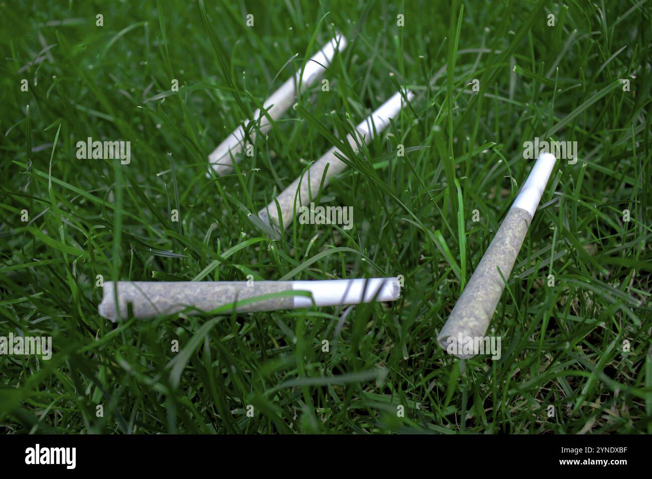 Pre-Rolls Cannabis Joints marijuana weed on a fresh lawn grass surface ...