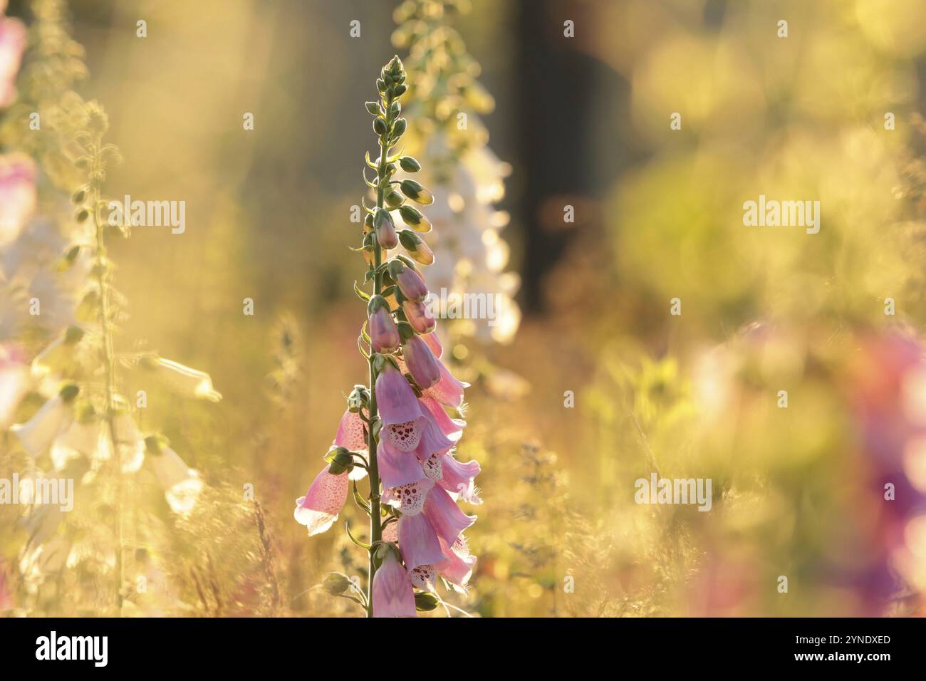 Purple foxglove, Digitalis purpurea during sunrise Stock Photo - Alamy