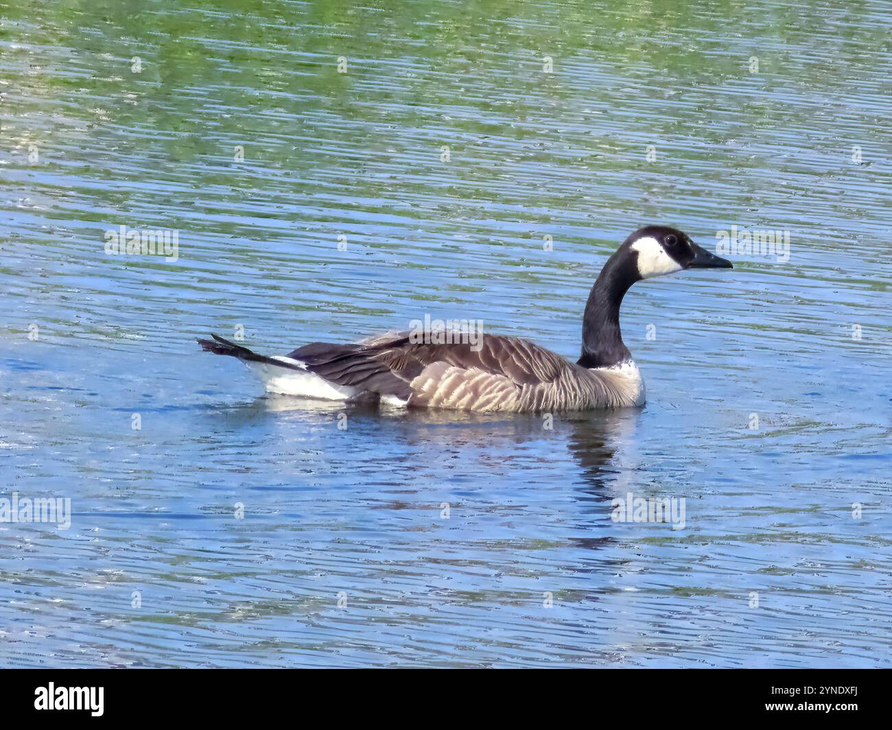 A Canada goose, a large wild goose with a black head and neck, white ...
