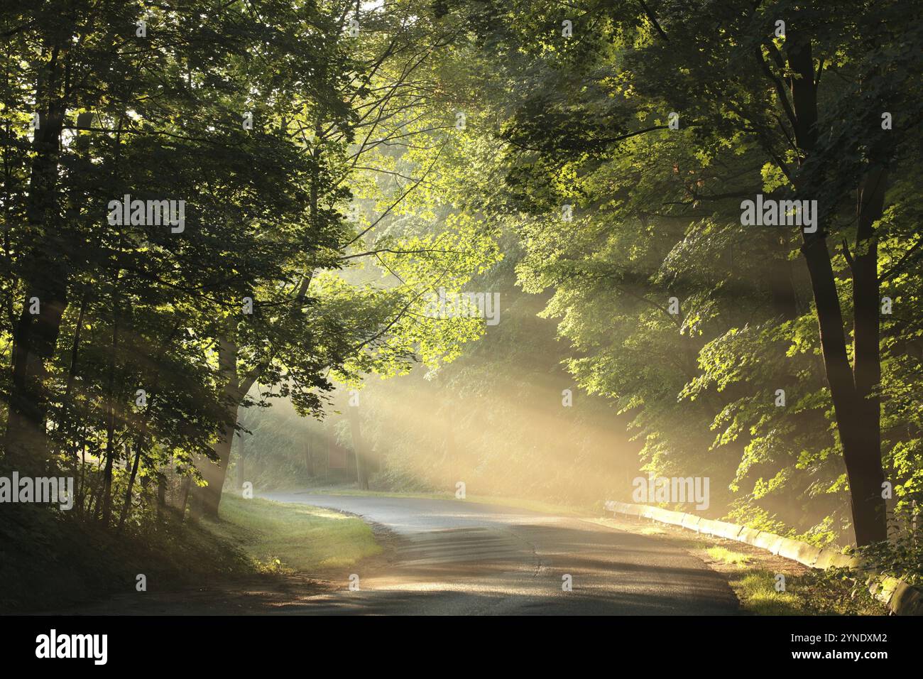 Maple trees backlit by the rays of the sun on a misty spring morning ...