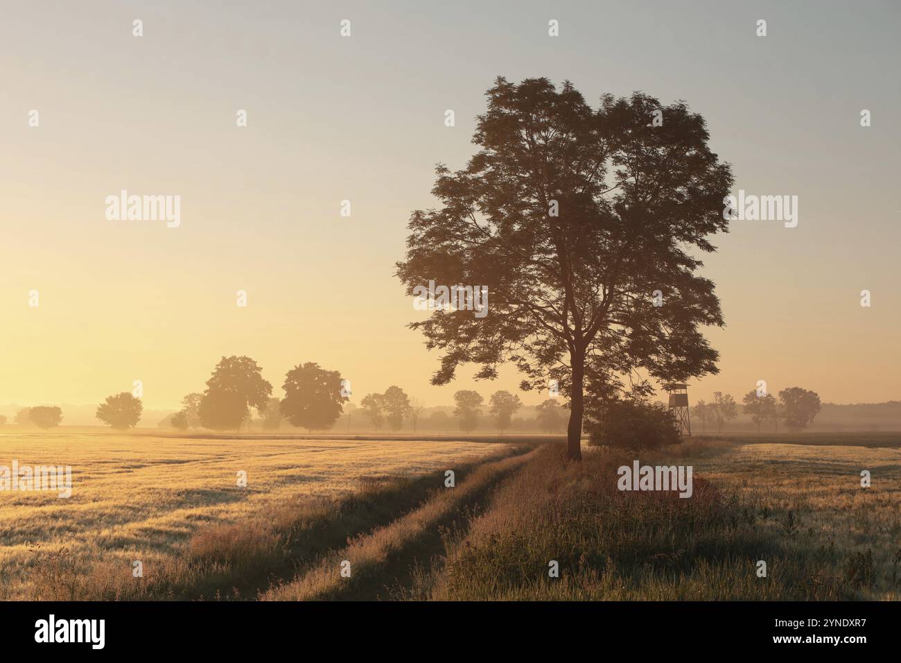 Silhouette of ash tree in a grain field in foggy weather during sunrise ...