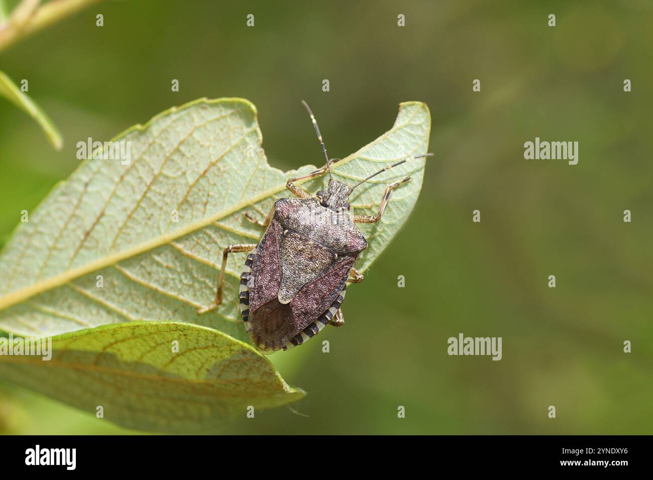 Brown marmorated stink bug (Halyomorpha halys), family Pentatomidae. On ...