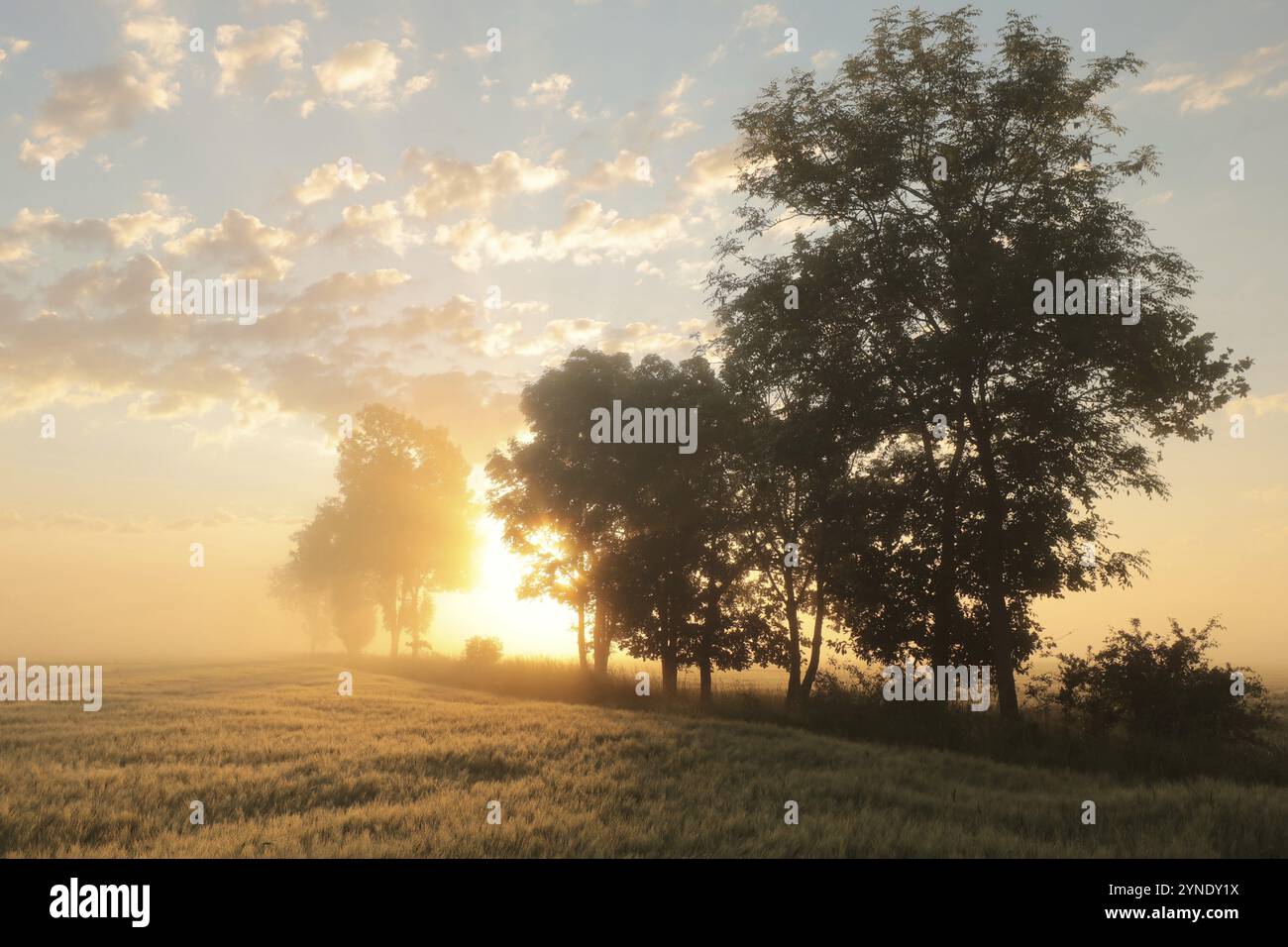 Silhouette of ash trees in a grain field during sunrise Stock Photo - Alamy