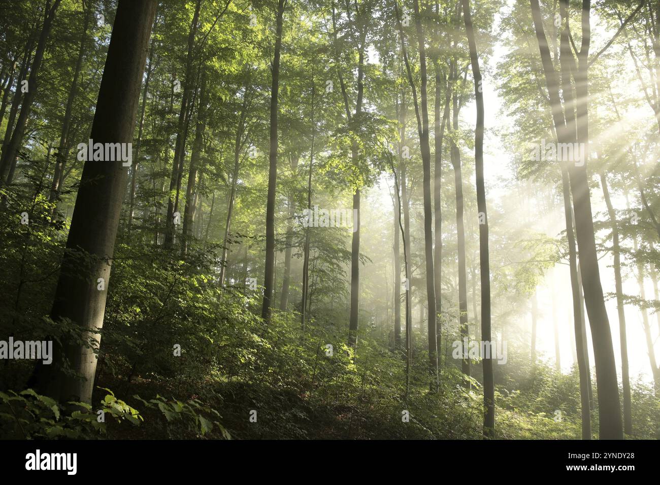 Beech trees in spring forest after rainfall at dawn Stock Photo - Alamy