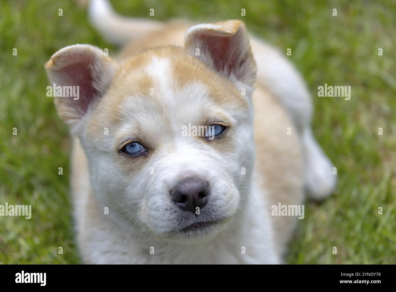 Akita husky mix hi-res stock photography and images - Alamy