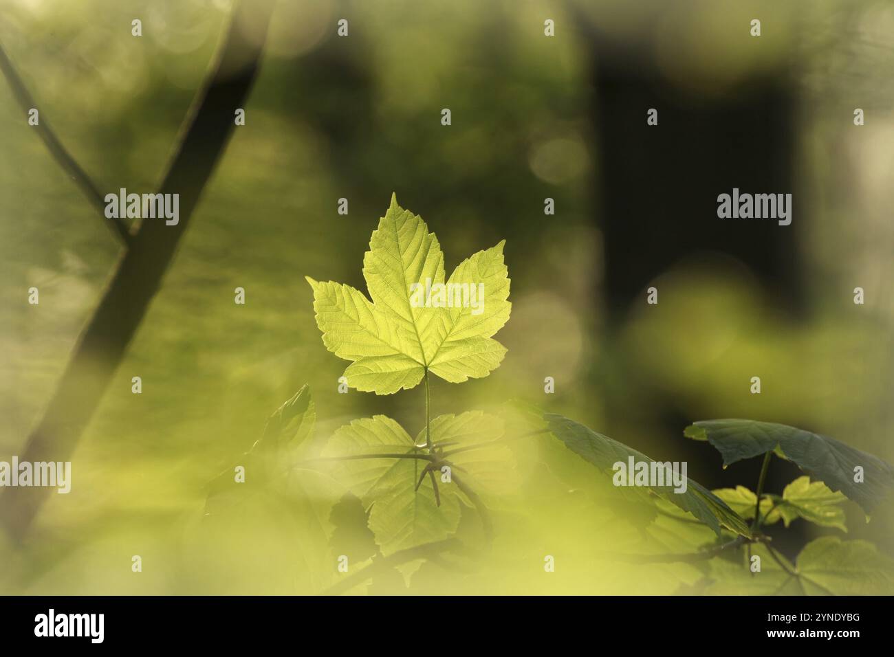 Maple like leaves hi-res stock photography and images - Alamy