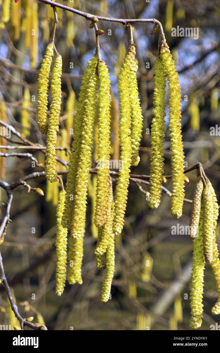 Common hazel flowers - hazelnut bush, hazelnut Studio photo, Federal ...