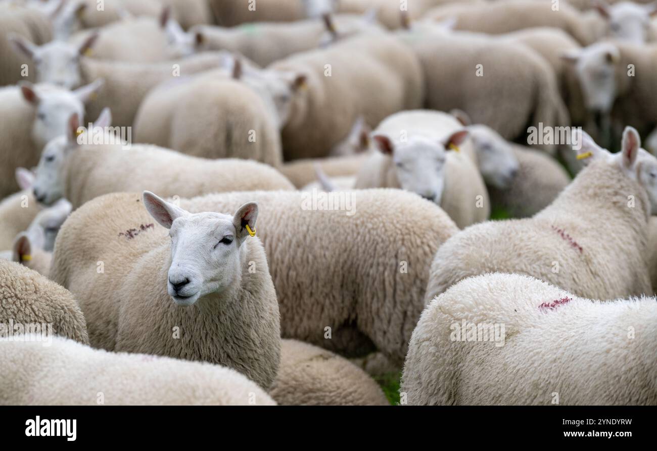 Cheviot store lamb sale at Lairg market in the Scottish Highlands ...